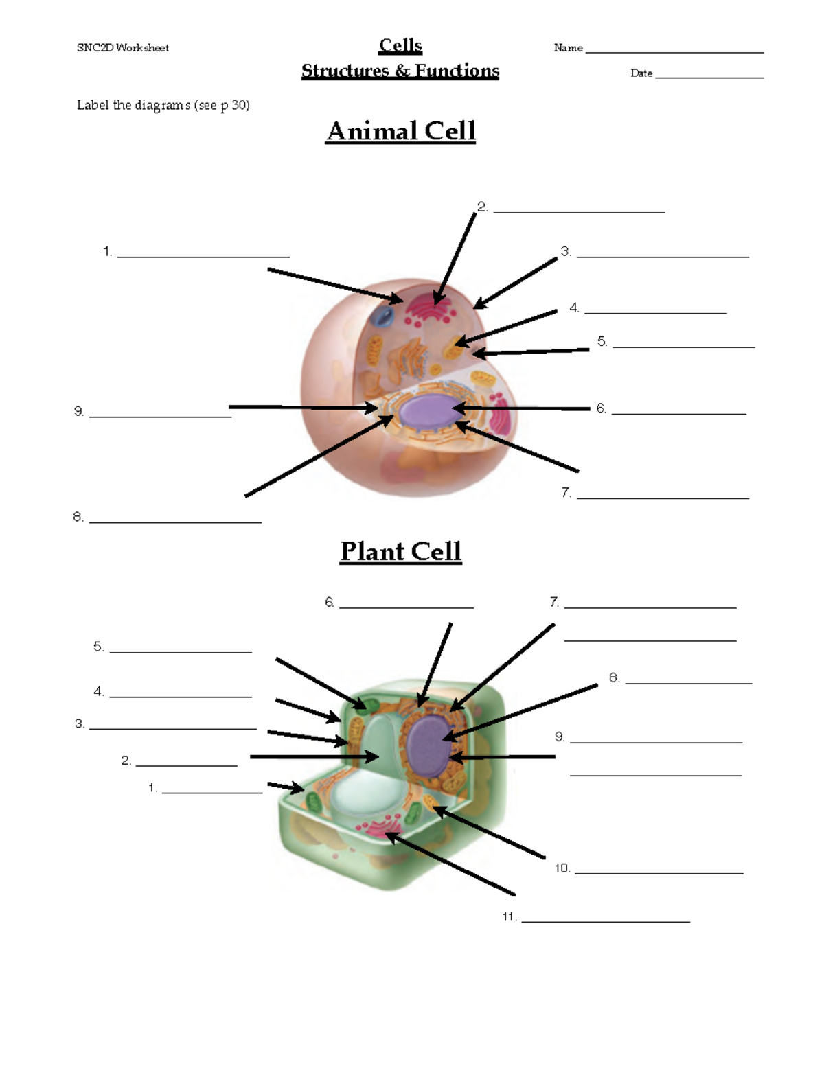 Biology 10 - SNC2D Cells and Microscope Practice Worksheet - Studocu