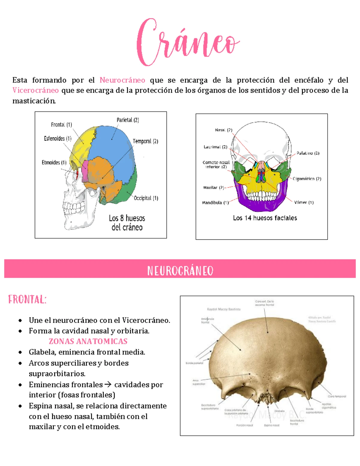 BASE DEL CRÁNEO: Estructura EXOCRANEO y ENDOCRANEO - Estudio Detallado ...