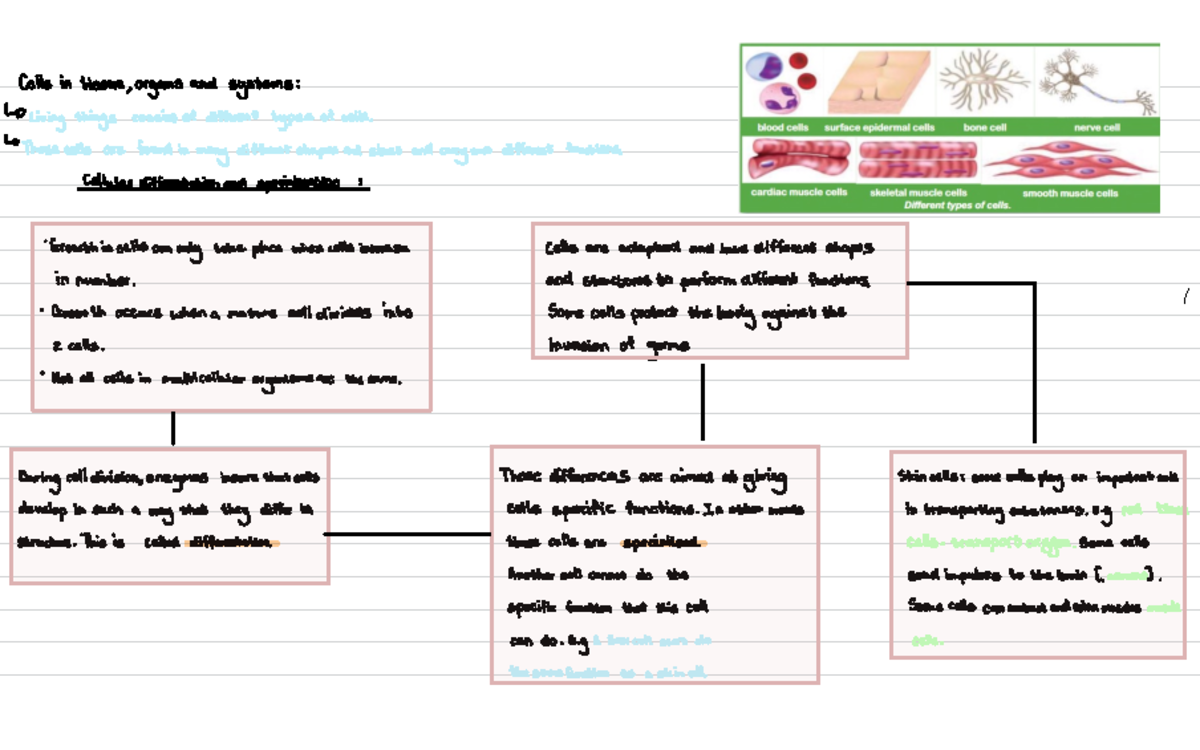 Biology term 1 - grade 9 revision - Cells in tissue , organs and ...