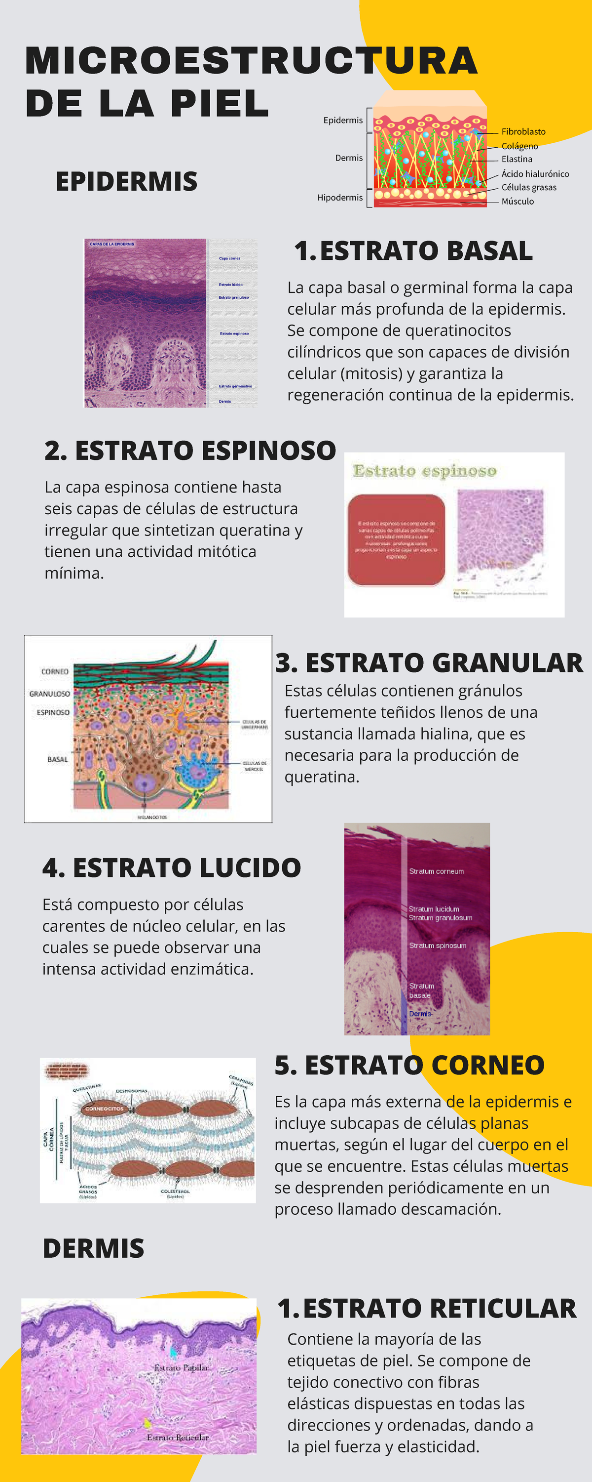 Microestructura de la piel - MICROESTRUCTURA DE LA PIEL 1. ESTRATO ...