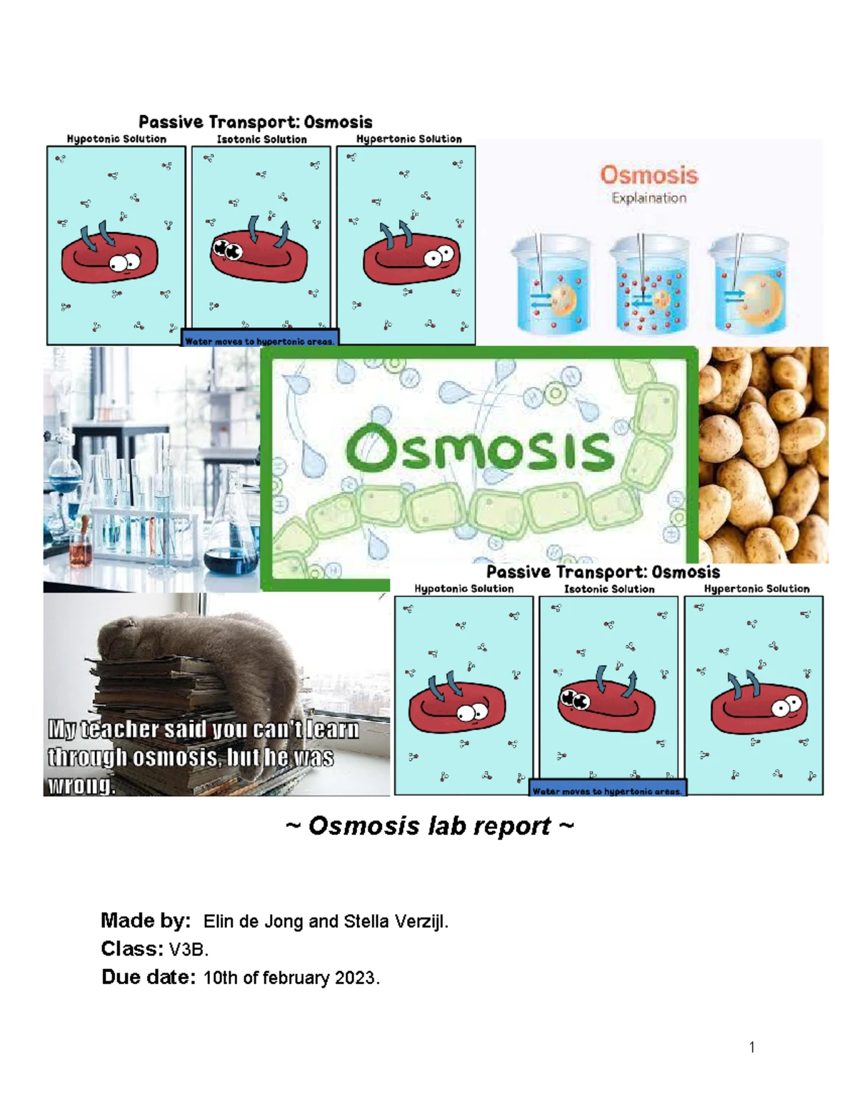**Investigating Osmosis in Potatoes: Effect of Salt Concentration ...