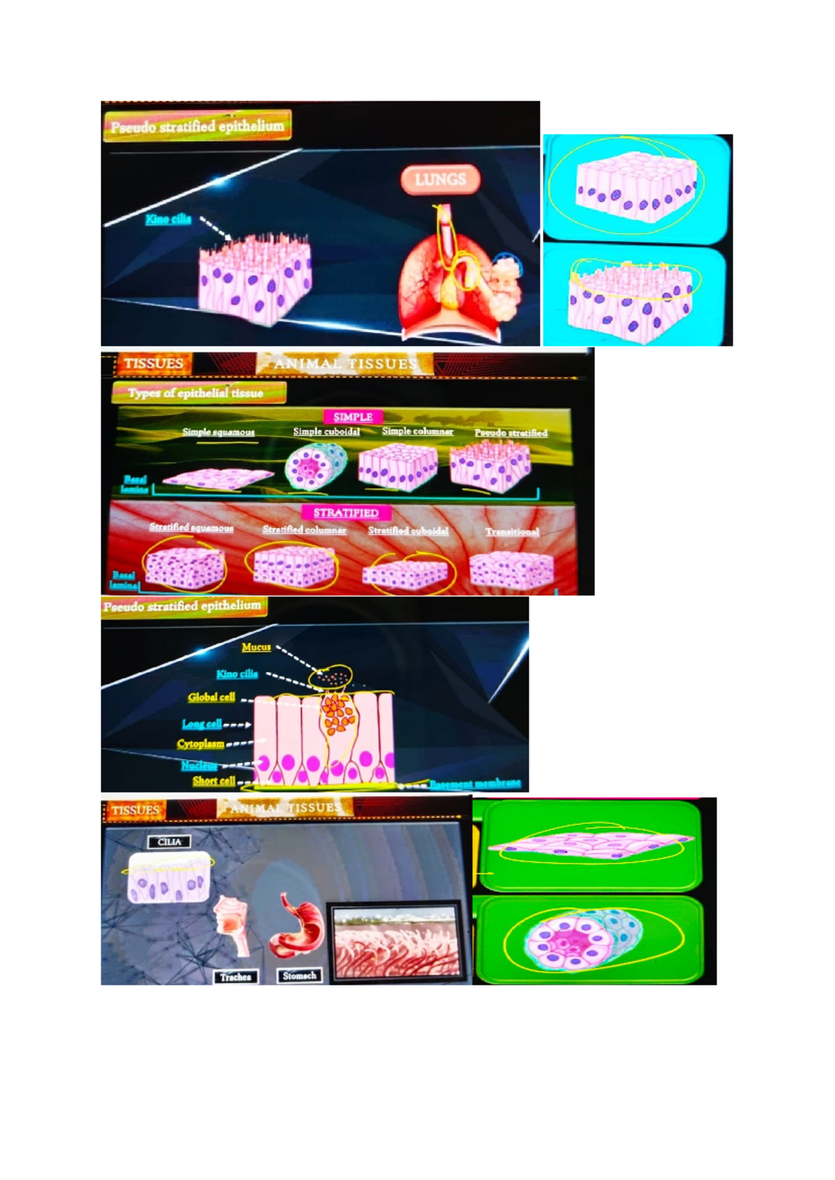 Types of Epithelial Tissue in Animal Tissues - Shourya-3 - Studocu