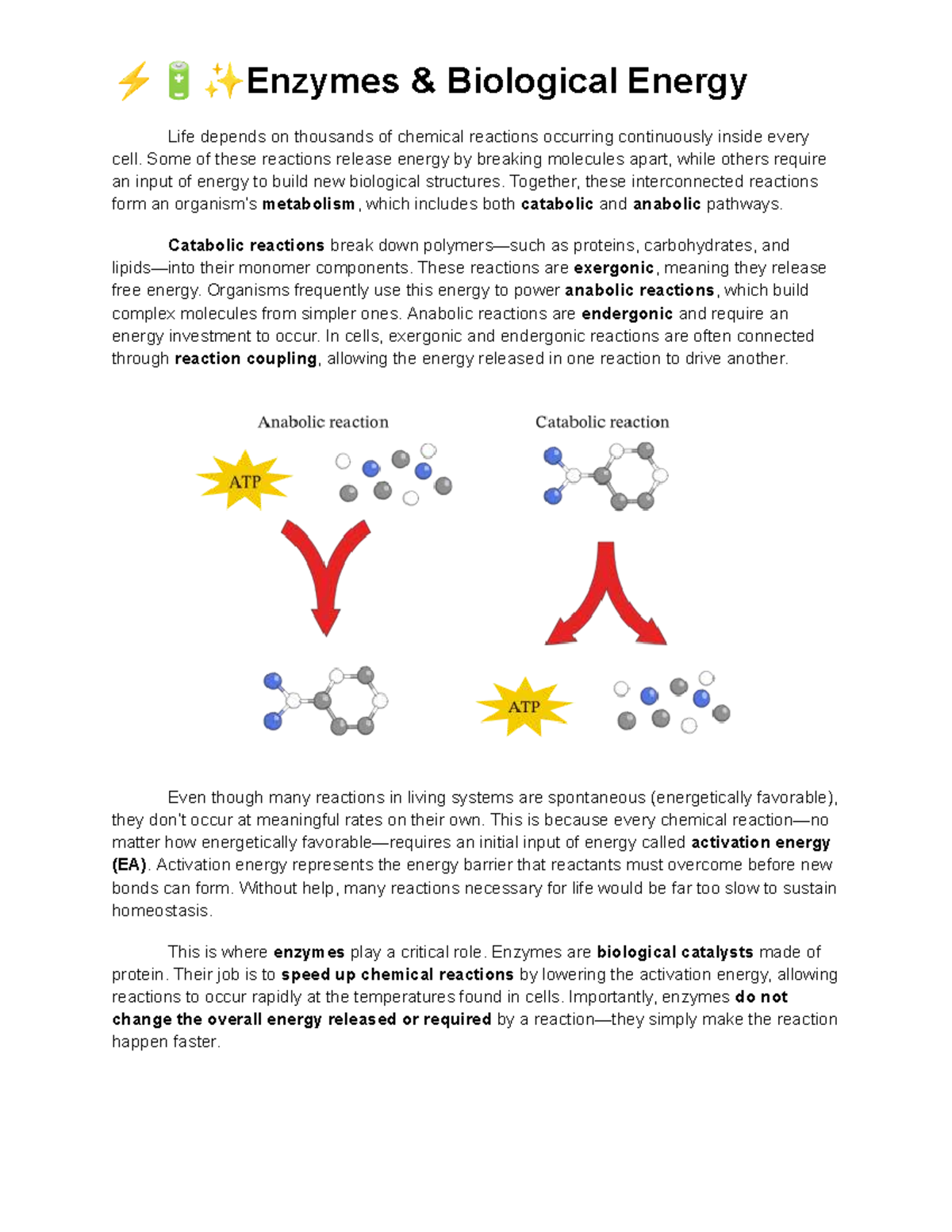 Warm Up 12 1: Enzymes & Biological Energy Overview - Studocu