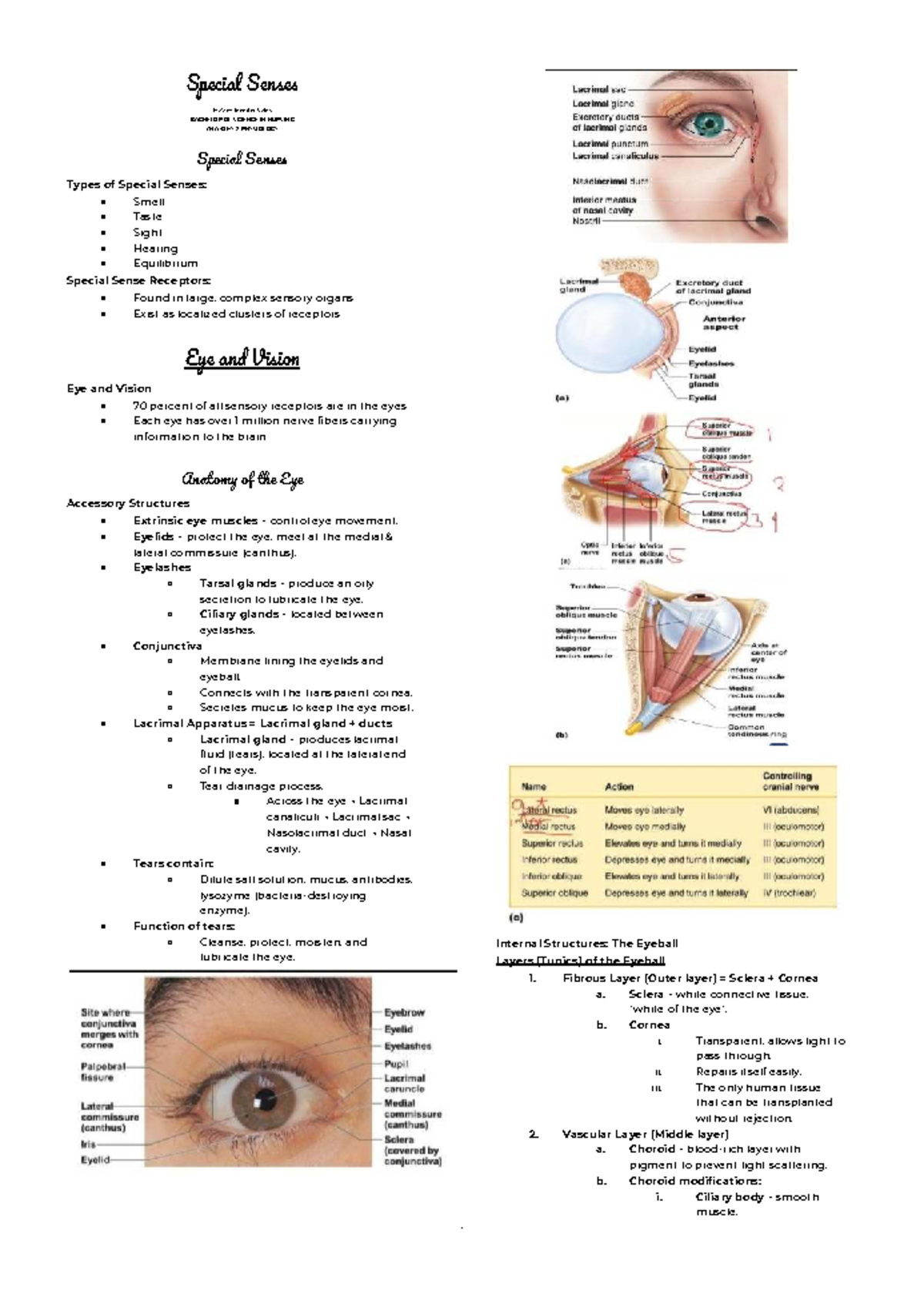 Wk11-1 - Nursing Lesson on Special Senses: Anatomy & Physiology - Studocu