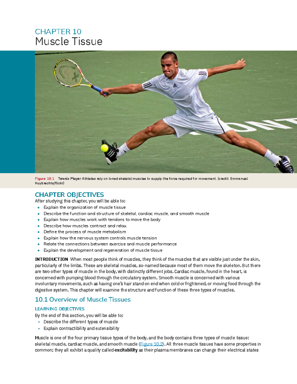 CHAPTER 10 Muscle Tissue: Structure, Function, and Contraction ...