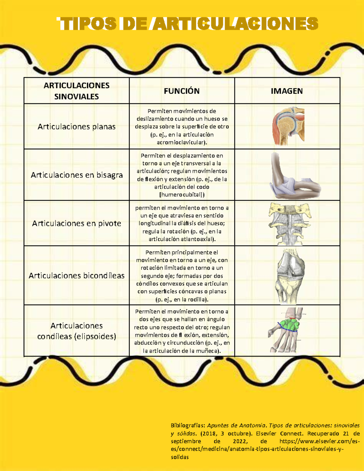 Tipos de Articulaciones: Sinoviales y Sólidas - Anatomía (ANAT 101 ...