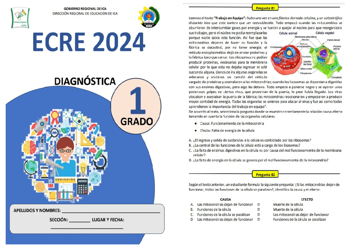Examen ECRE: Funciones de las Organelas y su Impacto en las Células ...