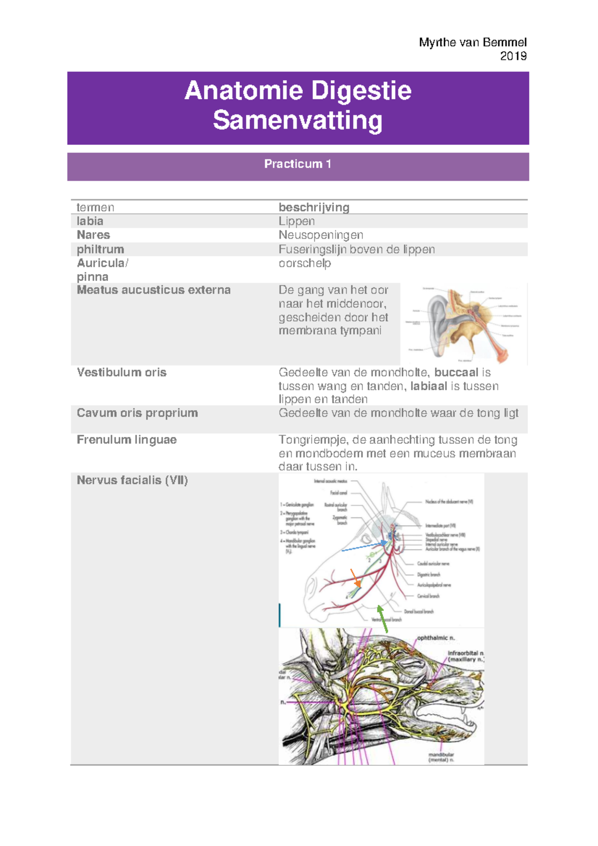 Anatomie Digestie Samenvatting 2019: Sleuteltermen en Structuren ...