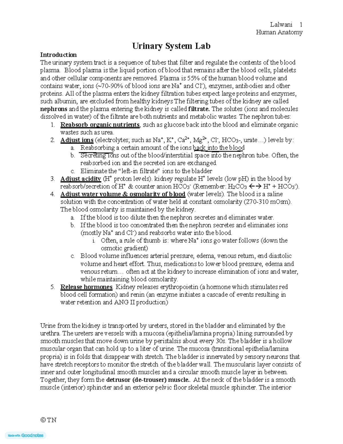 Lab 12 - Human Anatomy Urinary System Overview and Exercises - Studocu