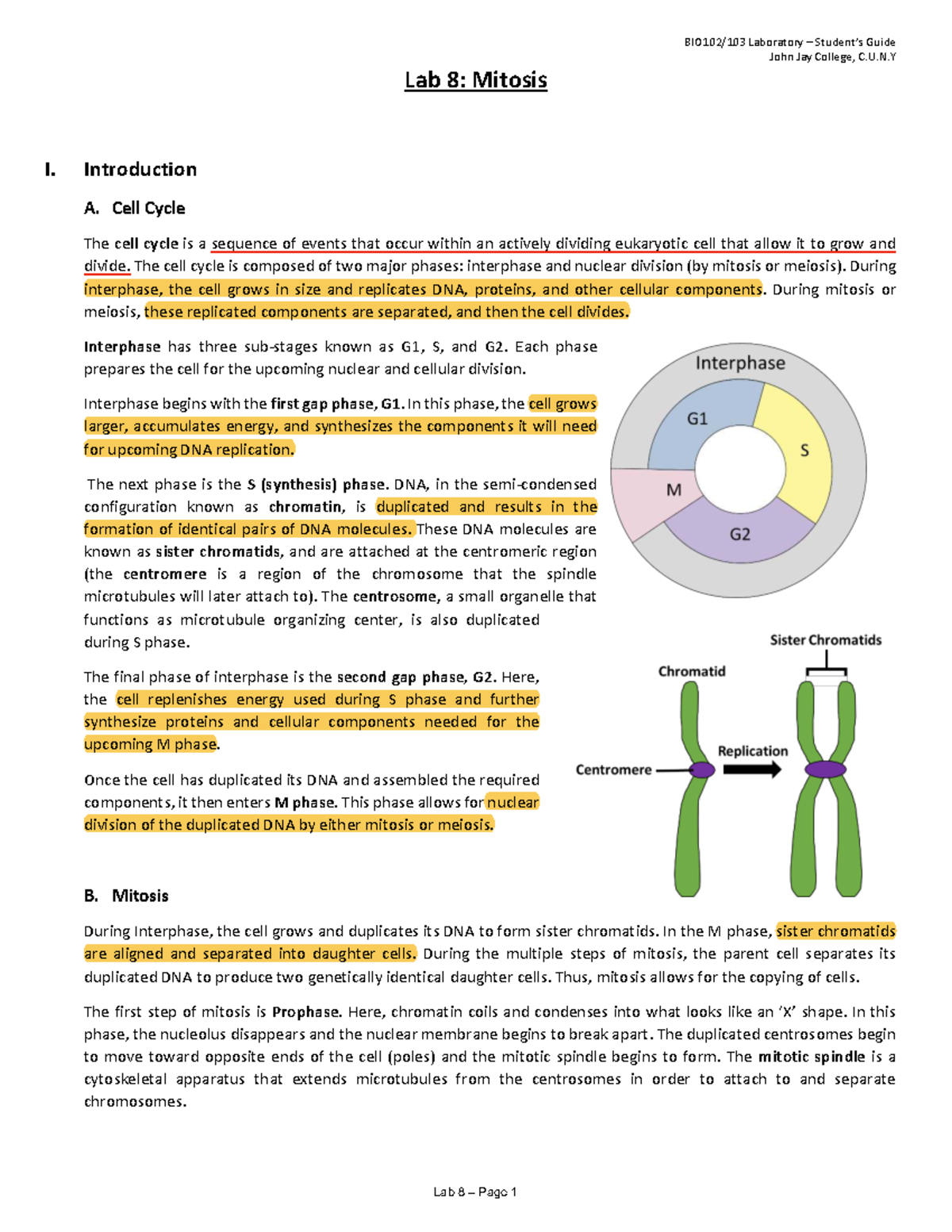 Lab 8: Mitosis - Comprehensive Laboratory Guide for John Jay College ...