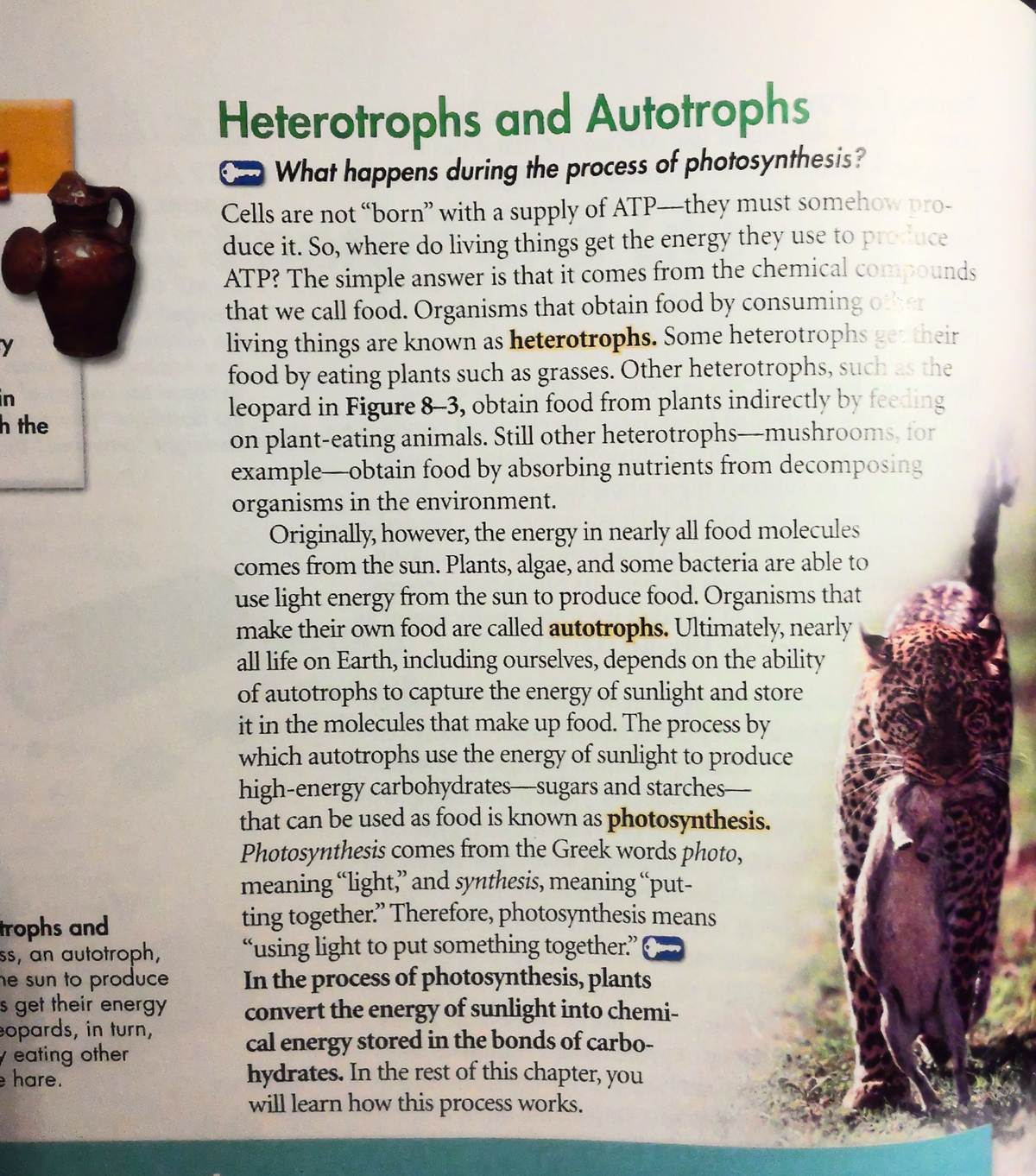Understanding Photosynthesis: Autotrophs & Heterotrophs (BIO101) - Studocu