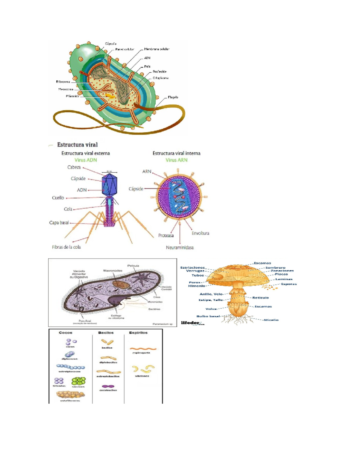 Bacterias IMGS - apuntes clase u otras cosas - Cápsula Pared celular ...