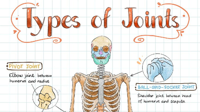 Anatomy - so good - Types of Joints PiVOT Joint Elbow joint between ...