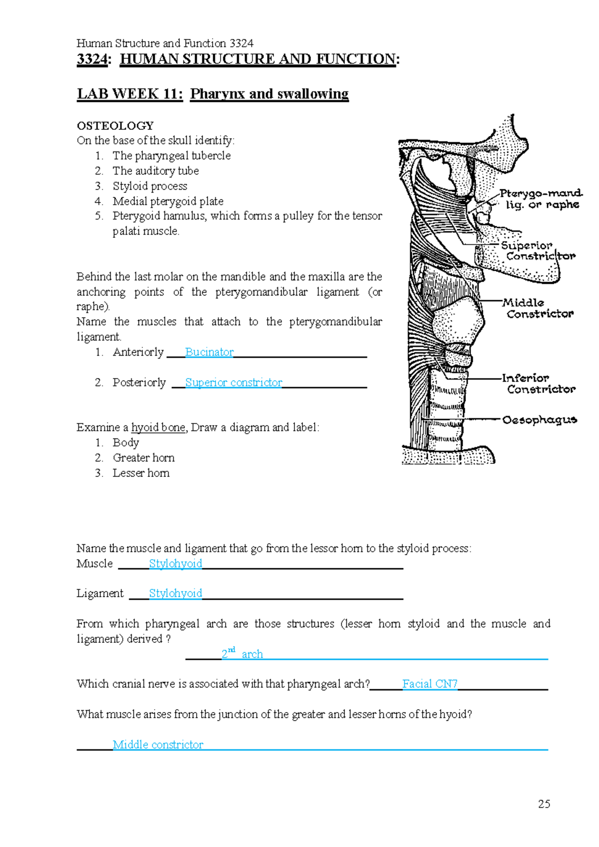 ANHB3324 Pharynx Lab Book: Key Terms & Concepts Explained - Studocu