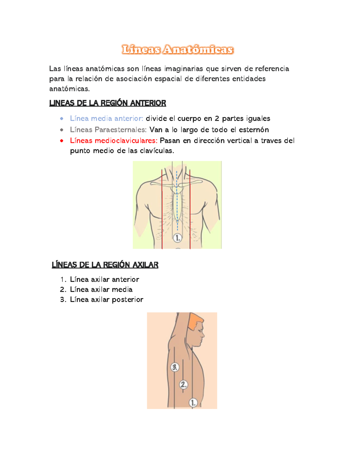Líneas Anatómicas y Cuadrantes del Cuerpo Humano: Reference Guide - Studocu