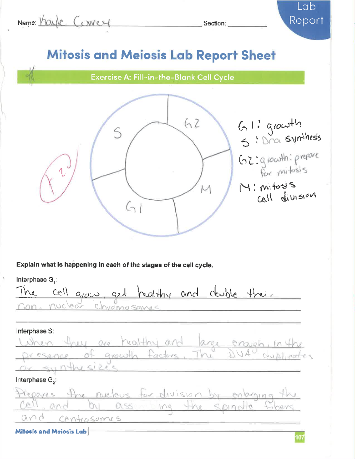 BSC2010 C Mitosis lab - Name: Vow he. Ce we sf Section: Mitosis and ...