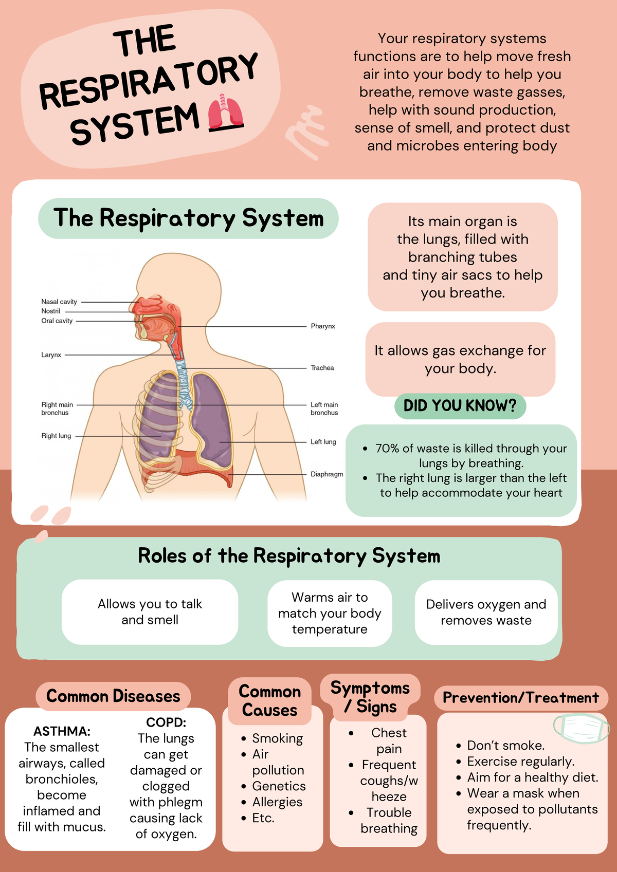 Respiratory System brochure - Its main organ is the lungs, filled with ...