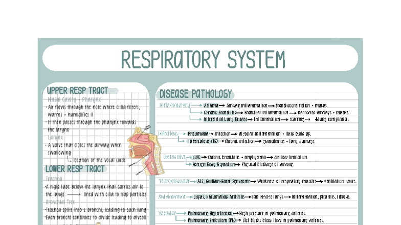 RESPIRATORY SYSTEM DISEASE PATHOLOGY: Key Concepts & Interventions ...
