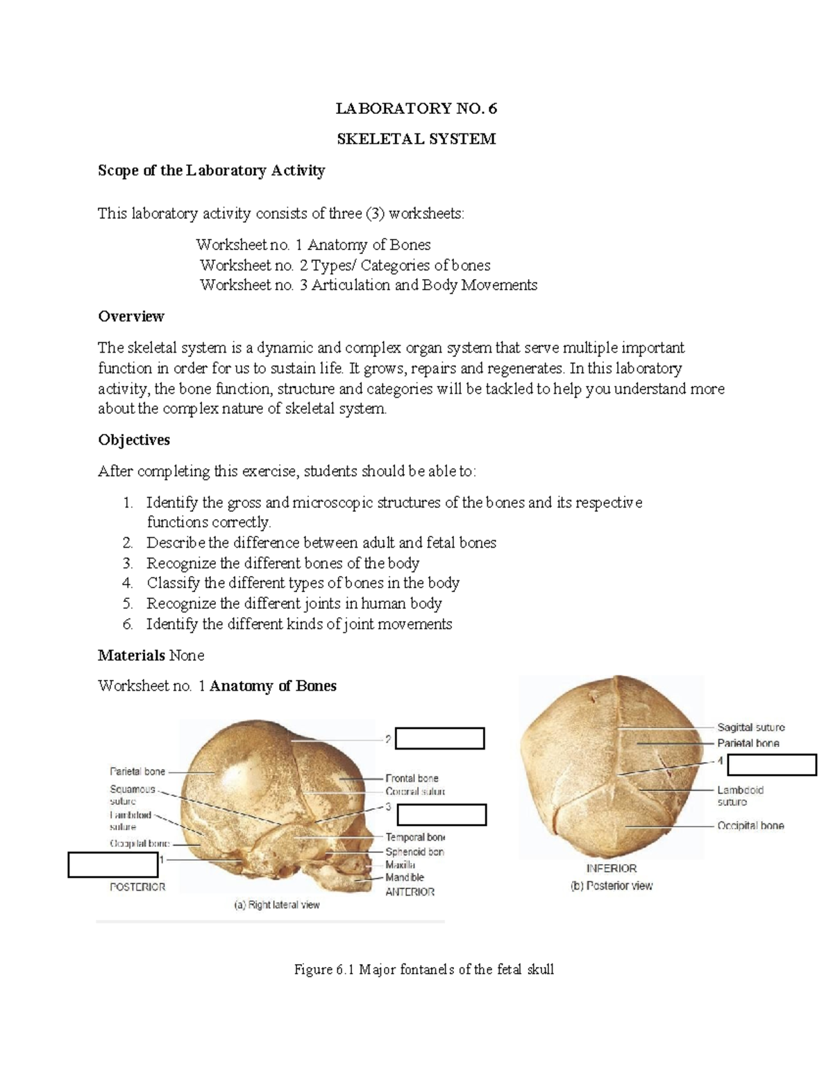 A&P 1 Lab Activity: Exploring the Skeletal System and Its Functions ...