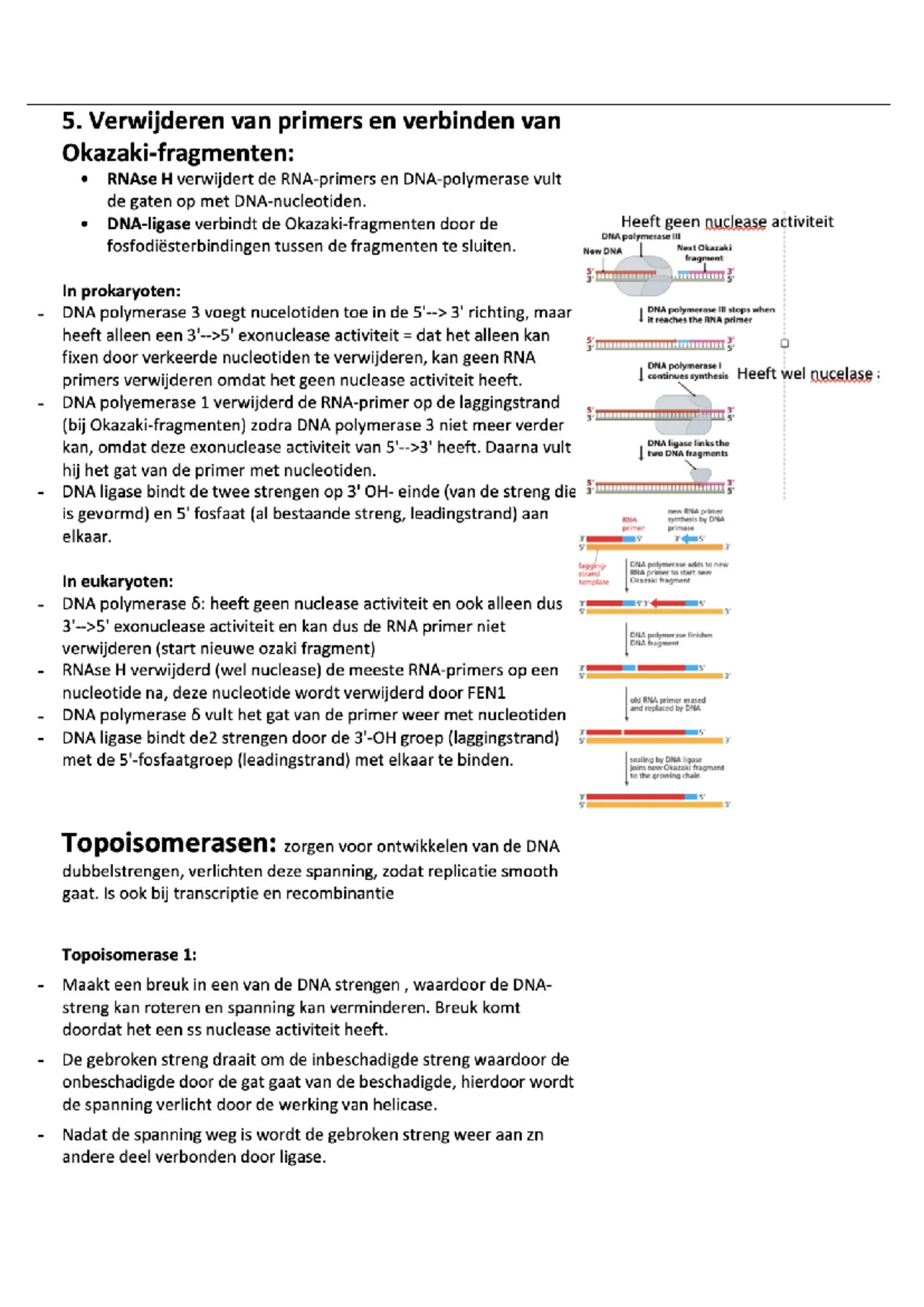 Samenvatting Molbiologie: DNA Replicatie, Transcriptie en Genregulatie ...