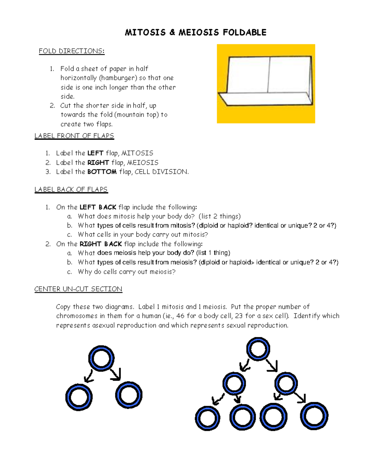 Mitosis and Meiosis Foldable Instructions for Bio 101 - Studocu