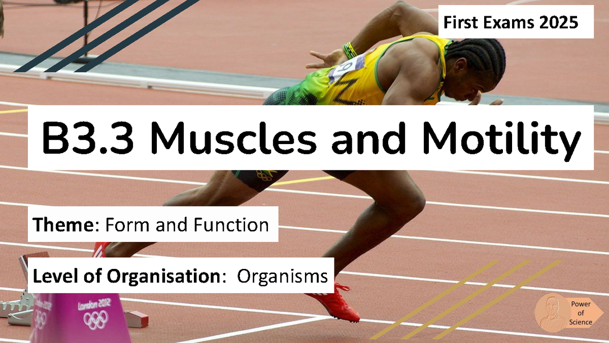 B3.3 Muscles and Motility - HL Content Guide for IB Exam 2025 - Studocu