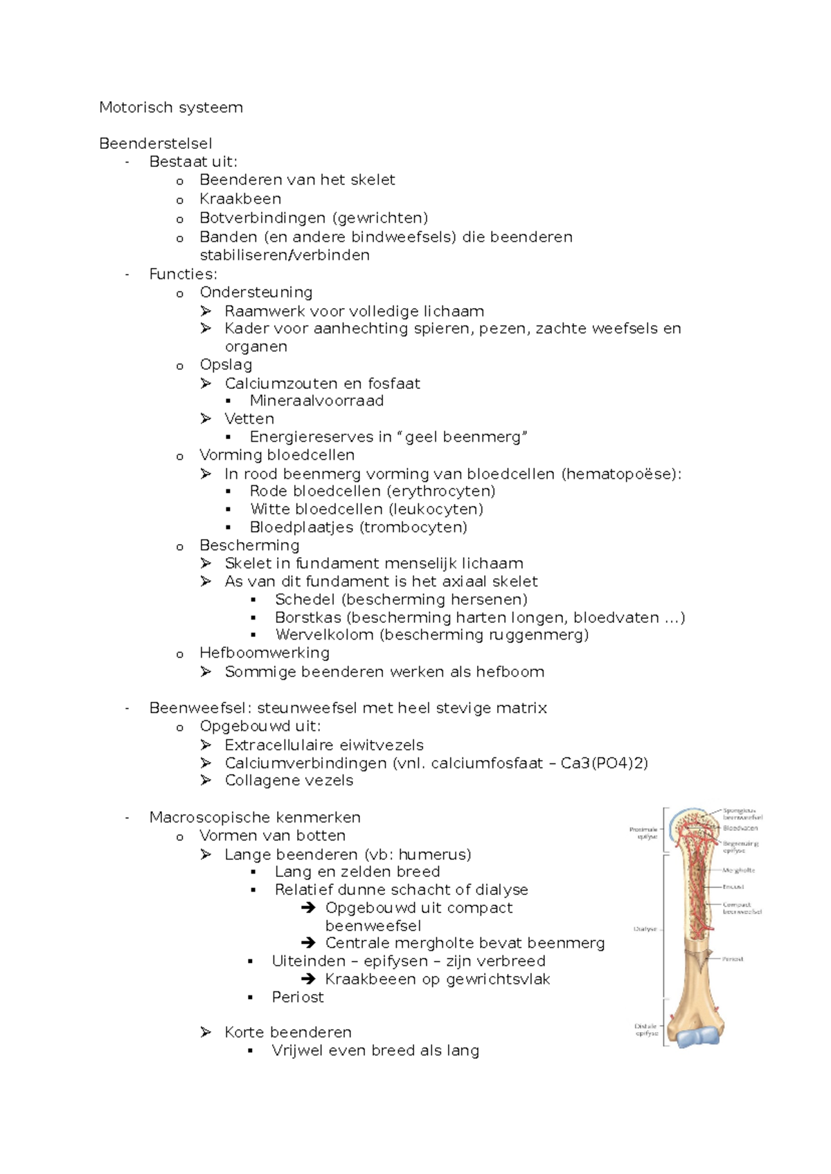 Motorisch Systeem en Beenderstelsel: Anatomie en Functies - Studocu