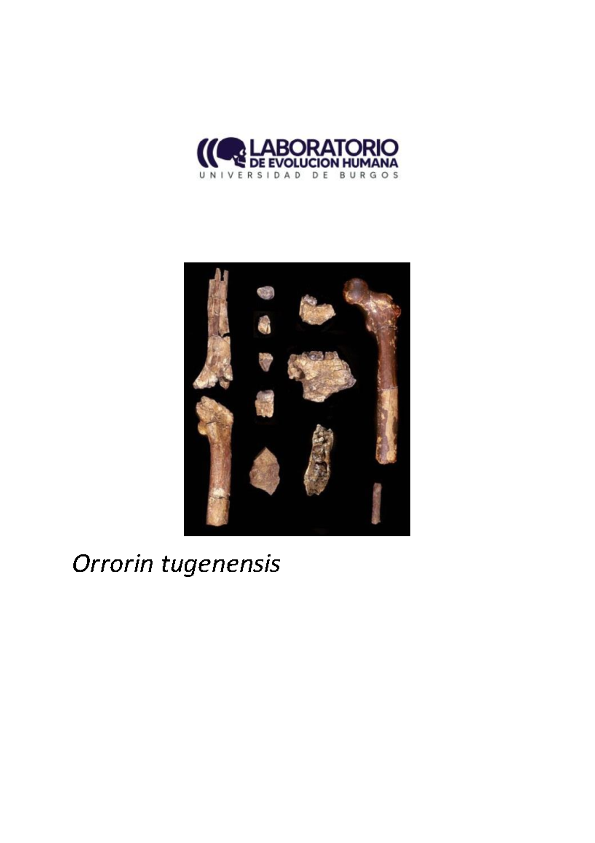 Orrorin tugenensis - apuntes - Orrorin tugenensis Descubrimiento Esta ...