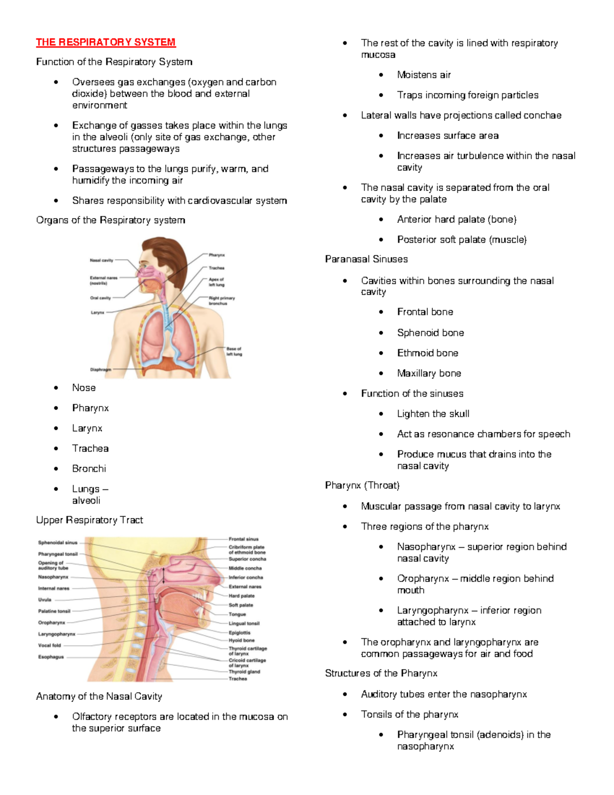 Respiratory System Overview: Functions, Anatomy, and Key Concepts - Studocu