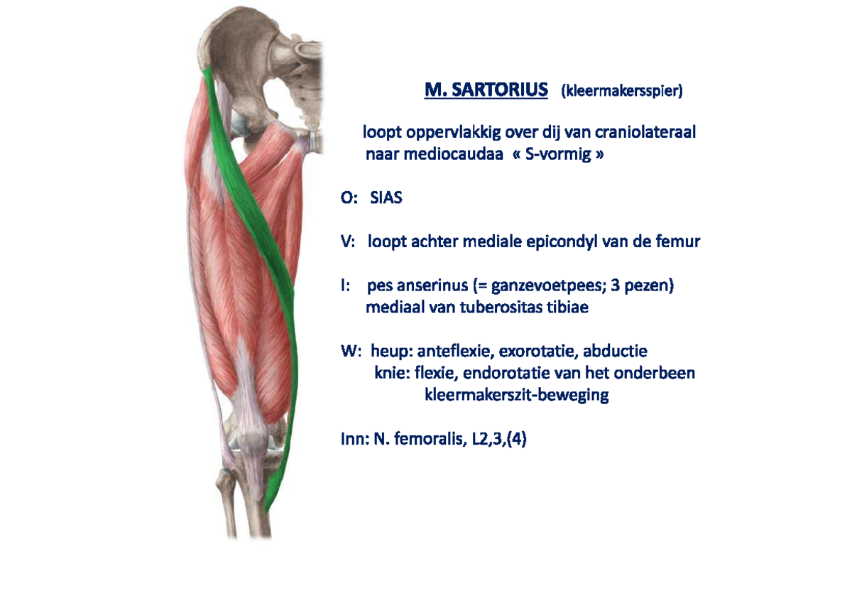 M. SARTORIUS en andere spieren: Anatomie en Functies (KINES 101) - Studocu