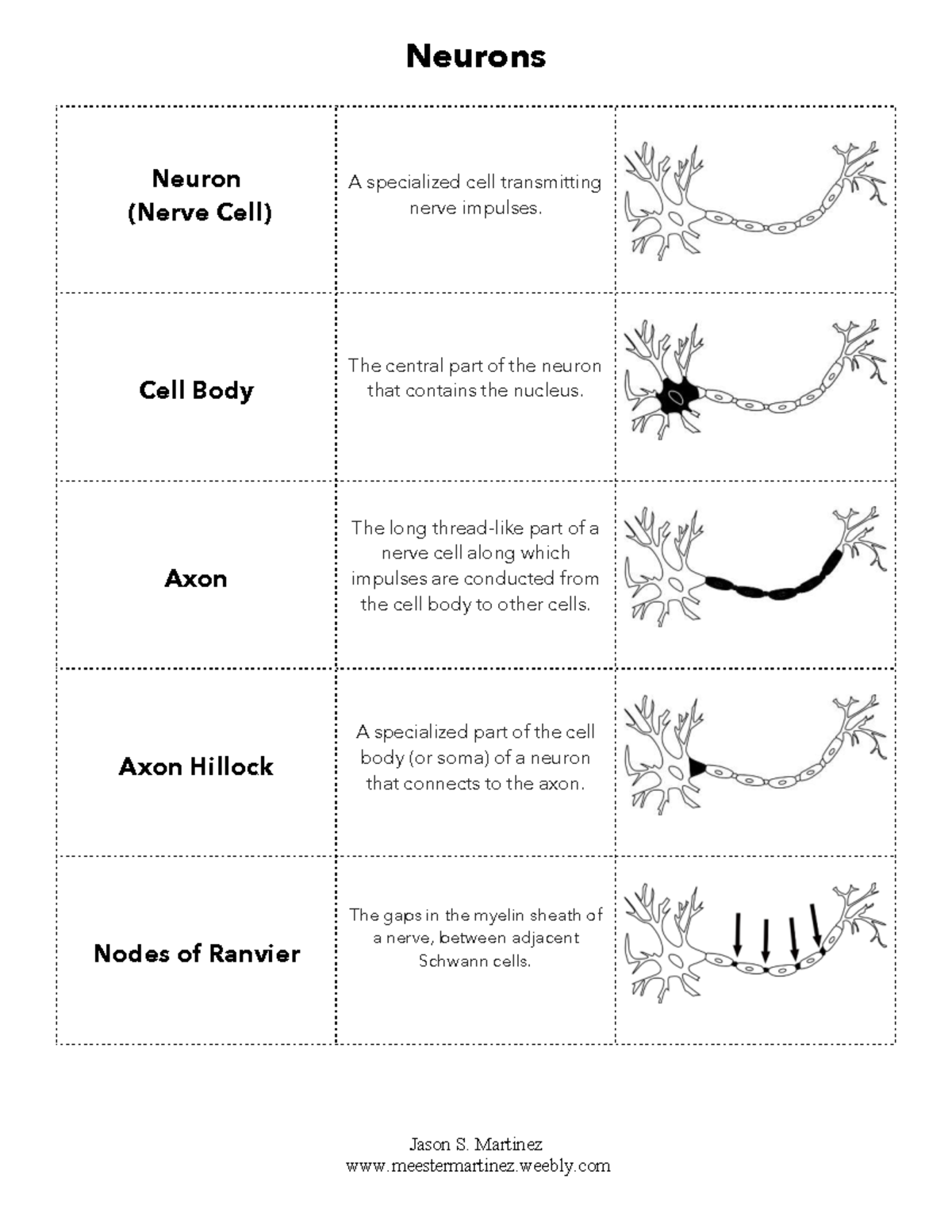 Neurons and Neurotransmitters: Functions and Impacts (SPSY 101) - Jason ...