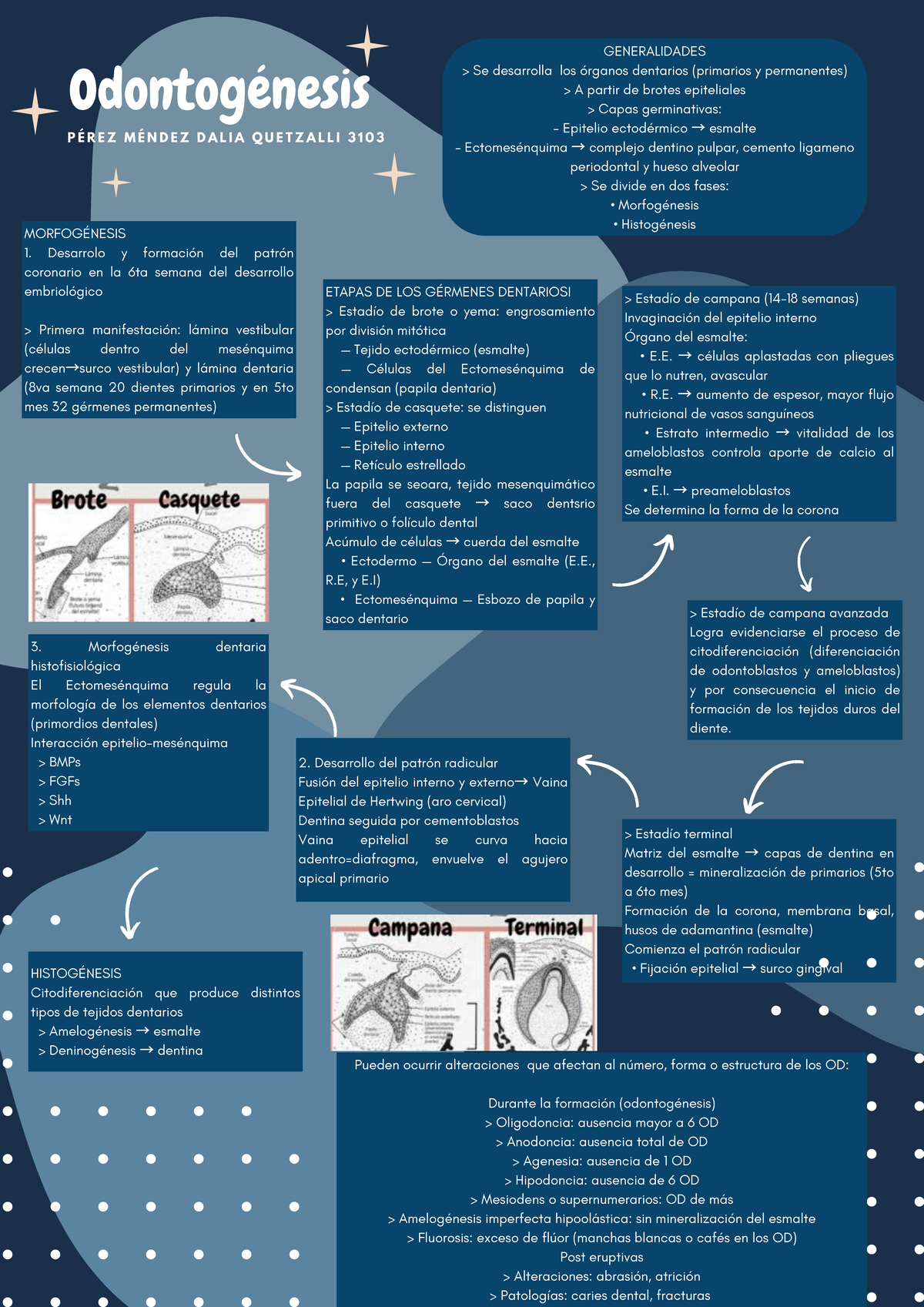 Odontogénesis-Infografía - GENERALIDADES > Se desarrolla los órganos ...
