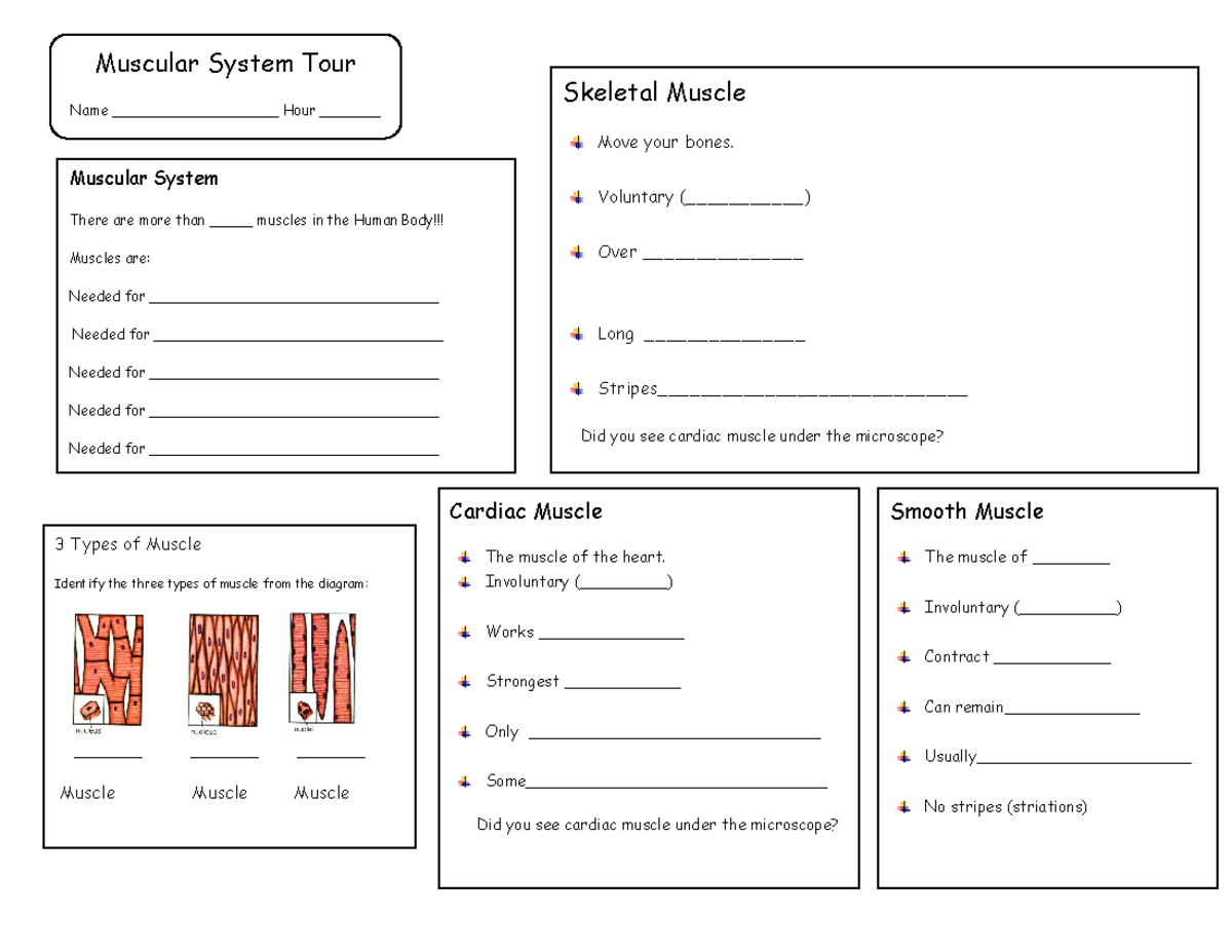 Muscular system tour activity form2020 - ####### 3 Types of Muscle ...
