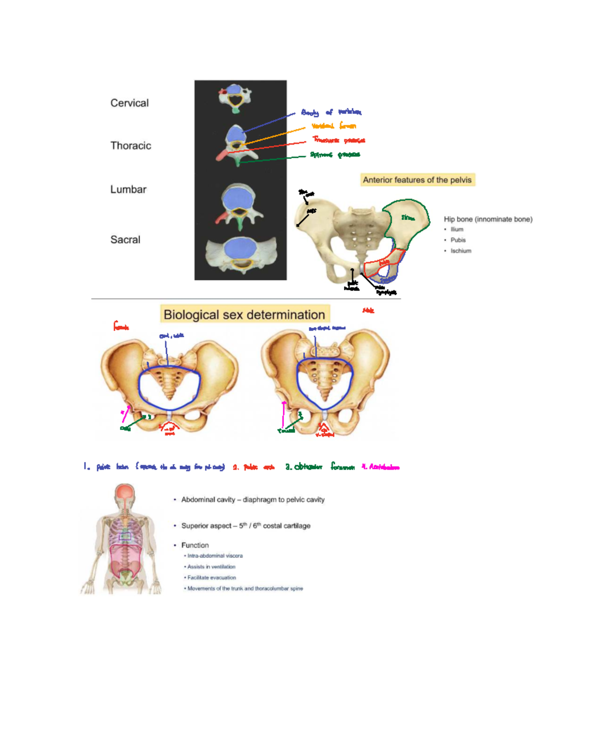 Thorax and Abdomen - Anatomy Module Lecture Notes for Exam - Studocu
