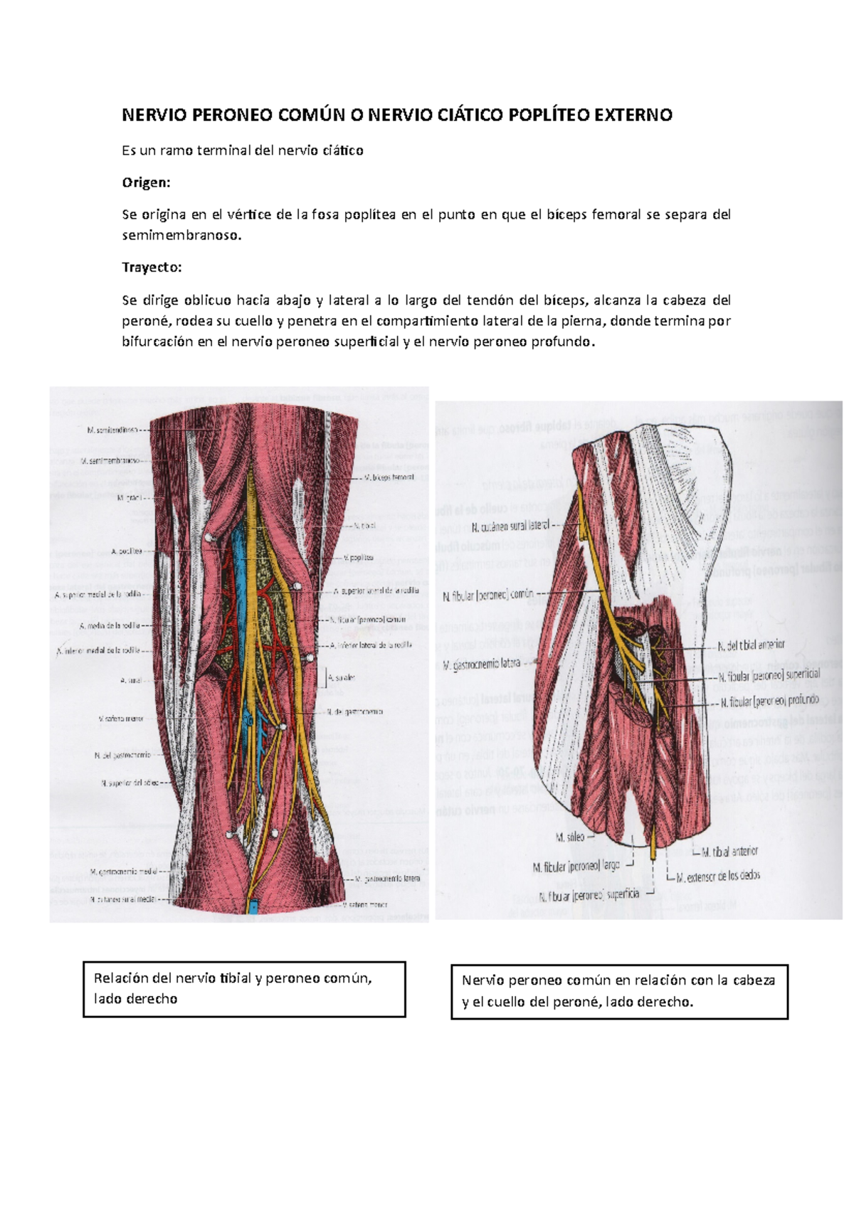 Anatomía Del Nervio Peroneo Común Nervio Fibular Común E Anatomy