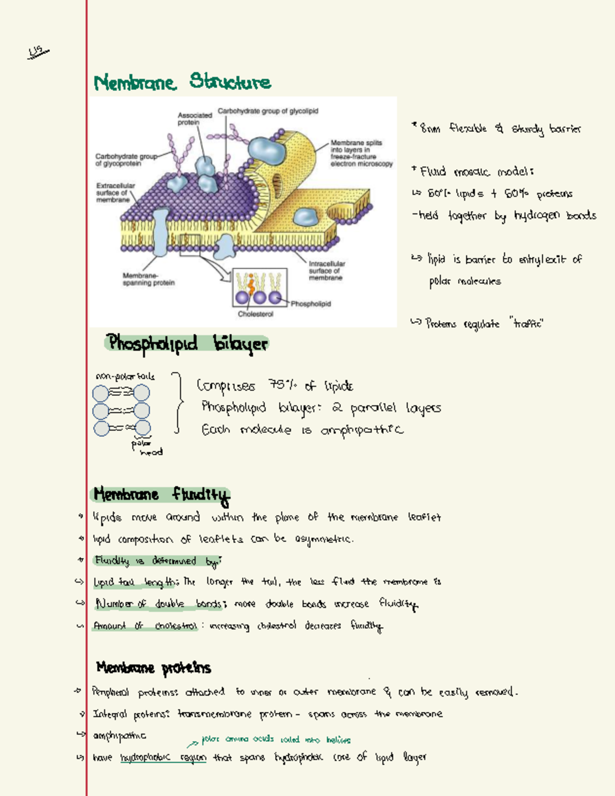 Cellular Processes - Lecture 15: Membrane Structure & Fluid Mosaic ...