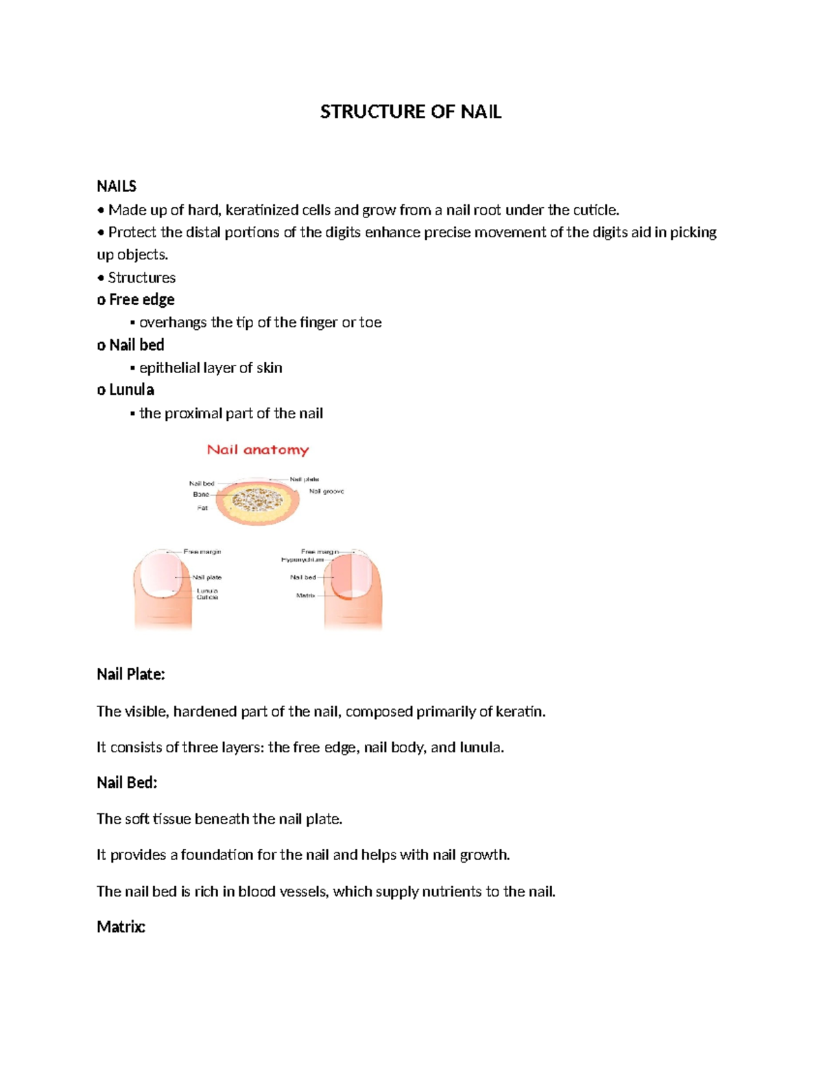 Structure of Nail: Detailed Overview and Assessment Guide - Studocu