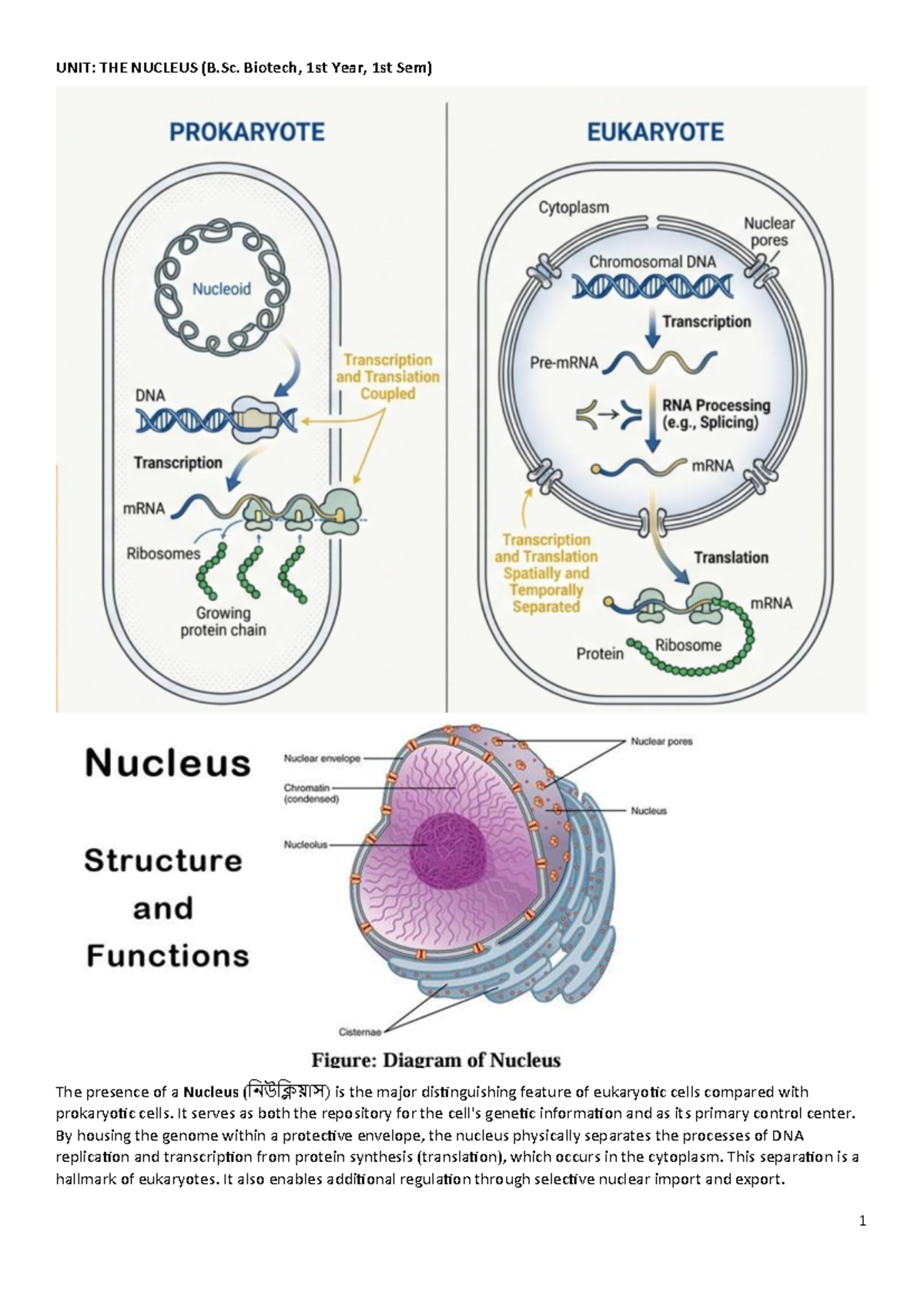 Nucleus Structure and Function Overview (B.Sc. Biotech, 1st Year, 1st ...