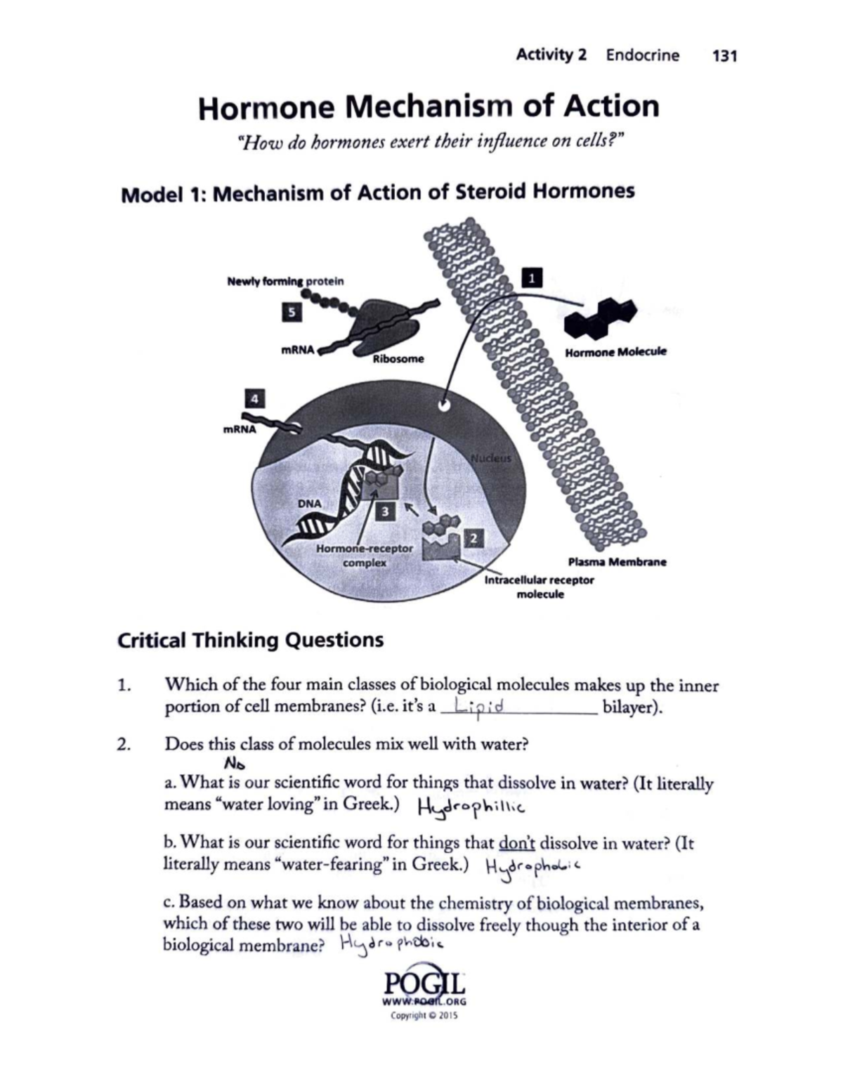 Activity 2: Endocrine 131 - Hormone Mechanism of Action & Critical ...