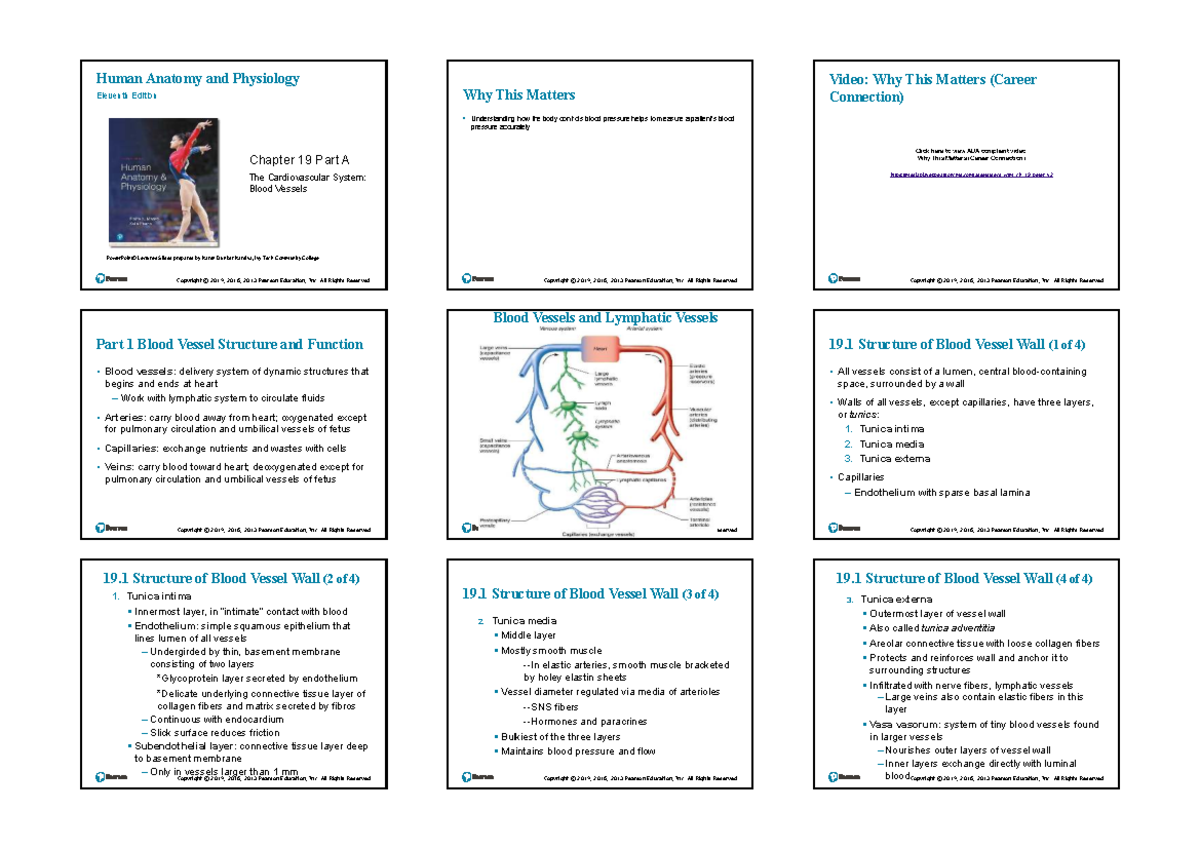 Human Anatomy and Physiology (BIOL 201) Chapter 19: Blood Vessels ...