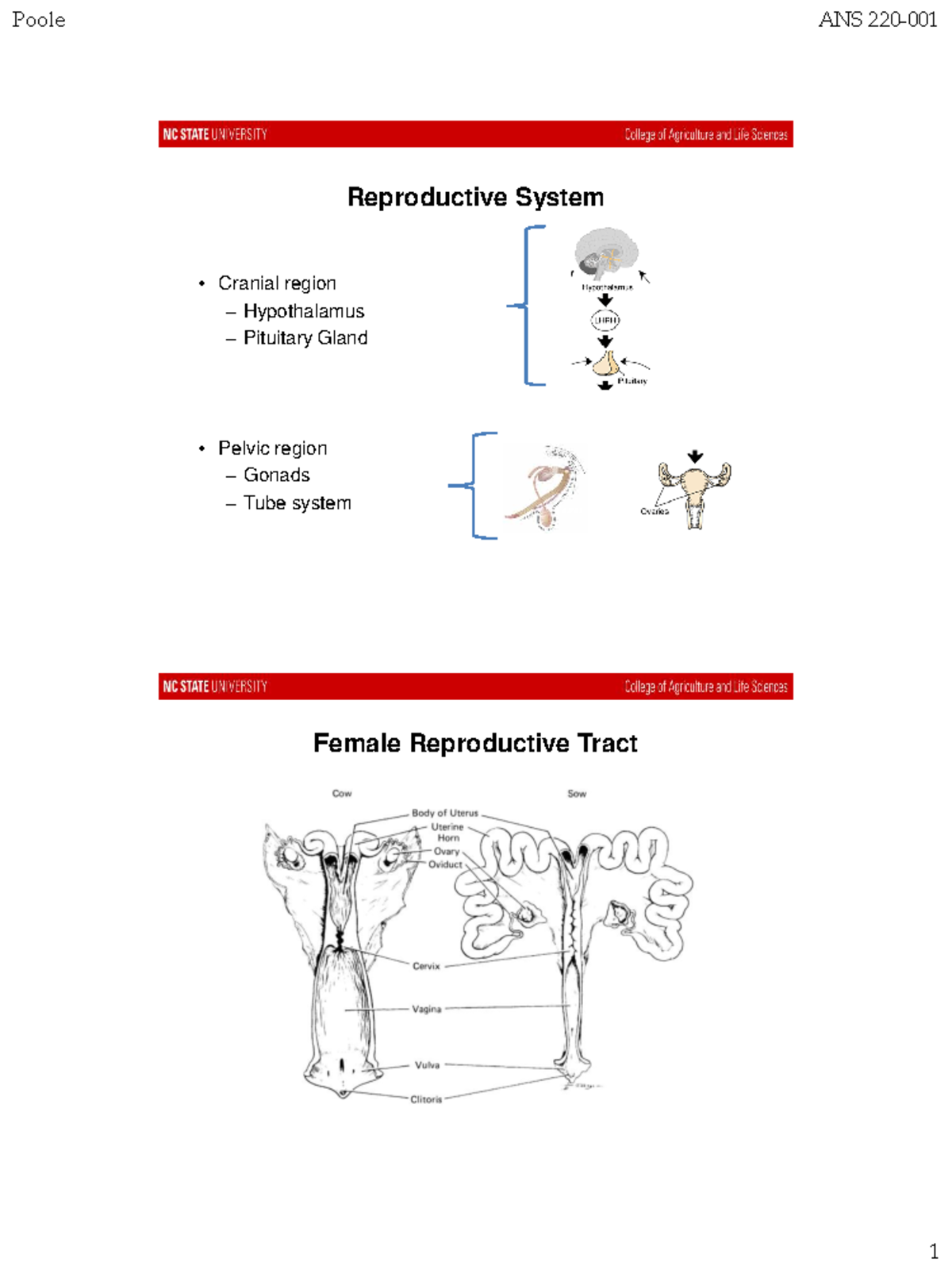 Development and Anatomy of the Female Reproductive System - ANS 220 ...
