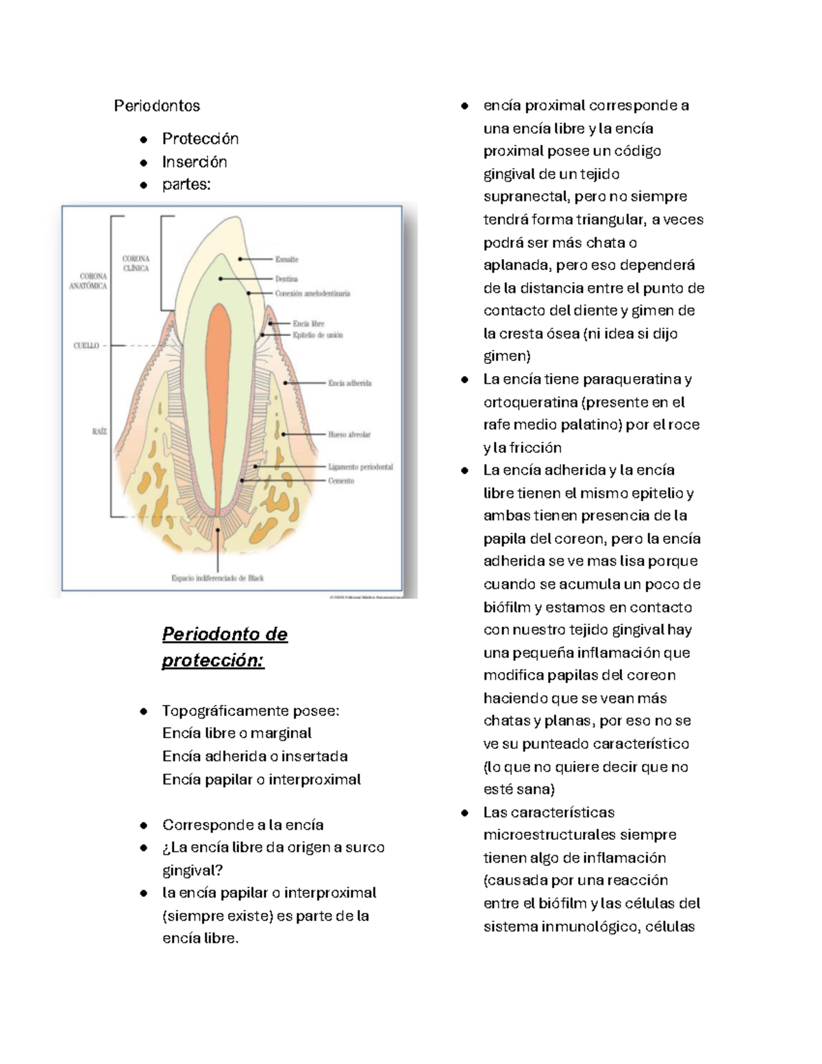 Periodontos 3 Morfología microscópica de las estructuras-1 ...