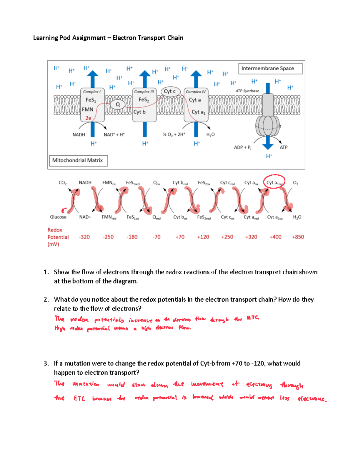 Learning Pod 4a - Assignment on Electron Transport Chain Mechanics ...
