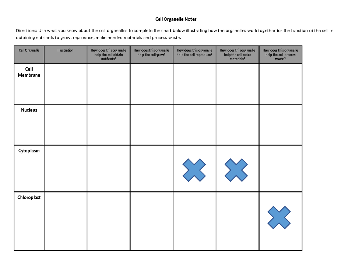 Cell Processes Study Guide: Organelle Functions and Interactions - Studocu