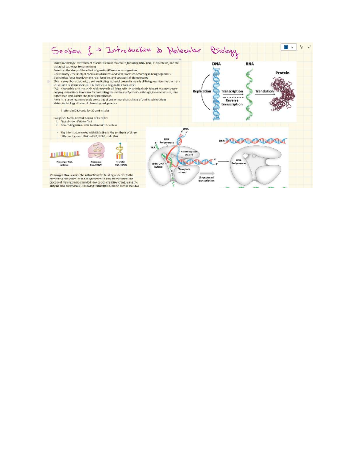 Intro to Molecular Biology - Section 1C Study Notes - Studocu