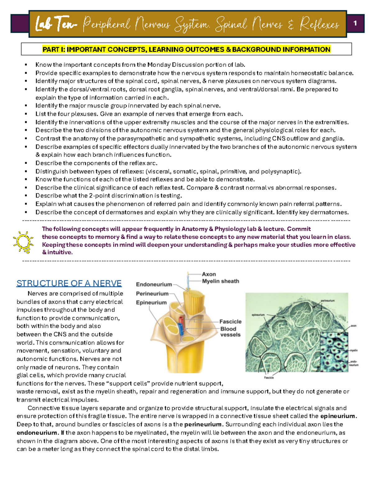 Lab 10: Peripheral Nervous System & Reflexes Overview - Studocu