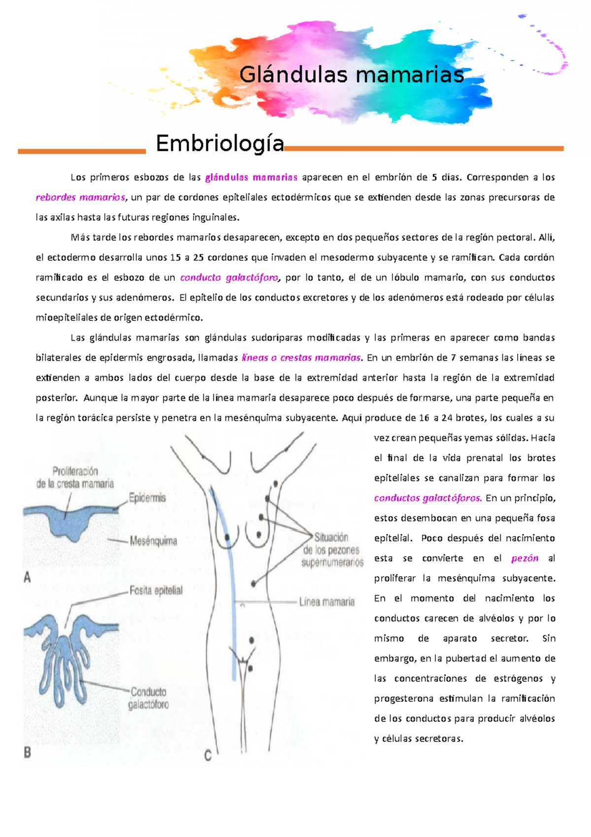 Embrio-histo glándula mamaria - Los primeros esbozos de las glándulas ...