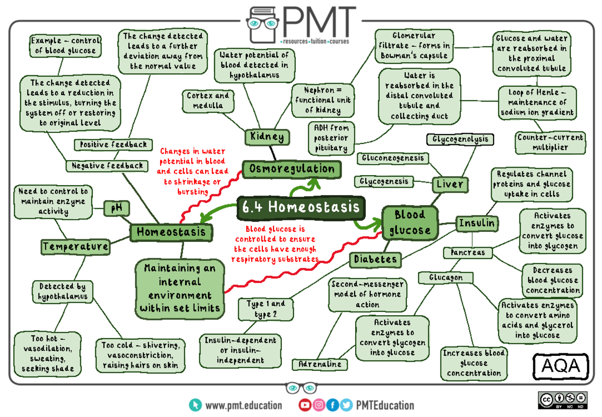 Homeostasis Biology Aqa Gcse