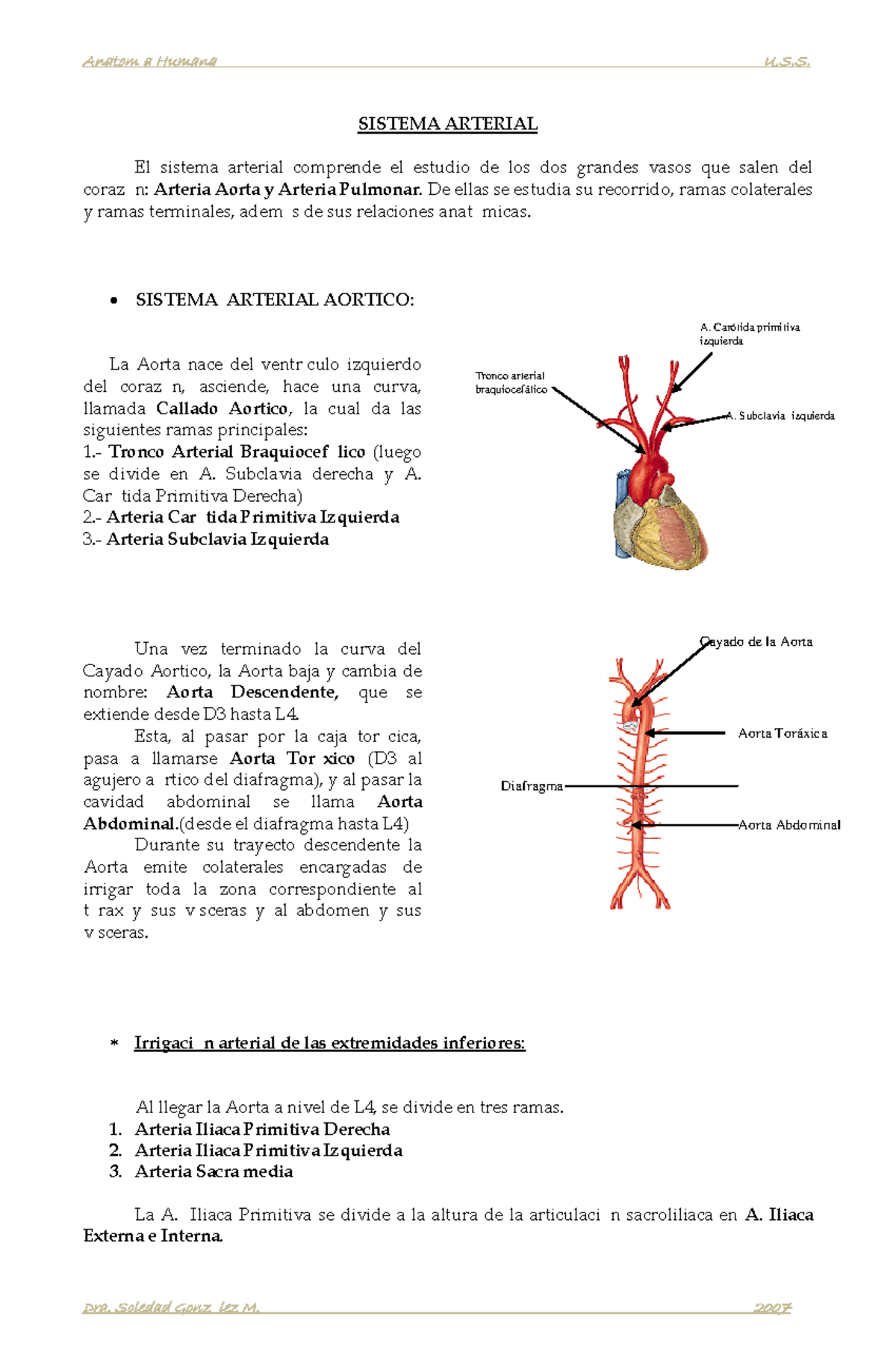 Sistema Arterial Breve U.S.S.: Anatomía y Funciones Clave - Studocu
