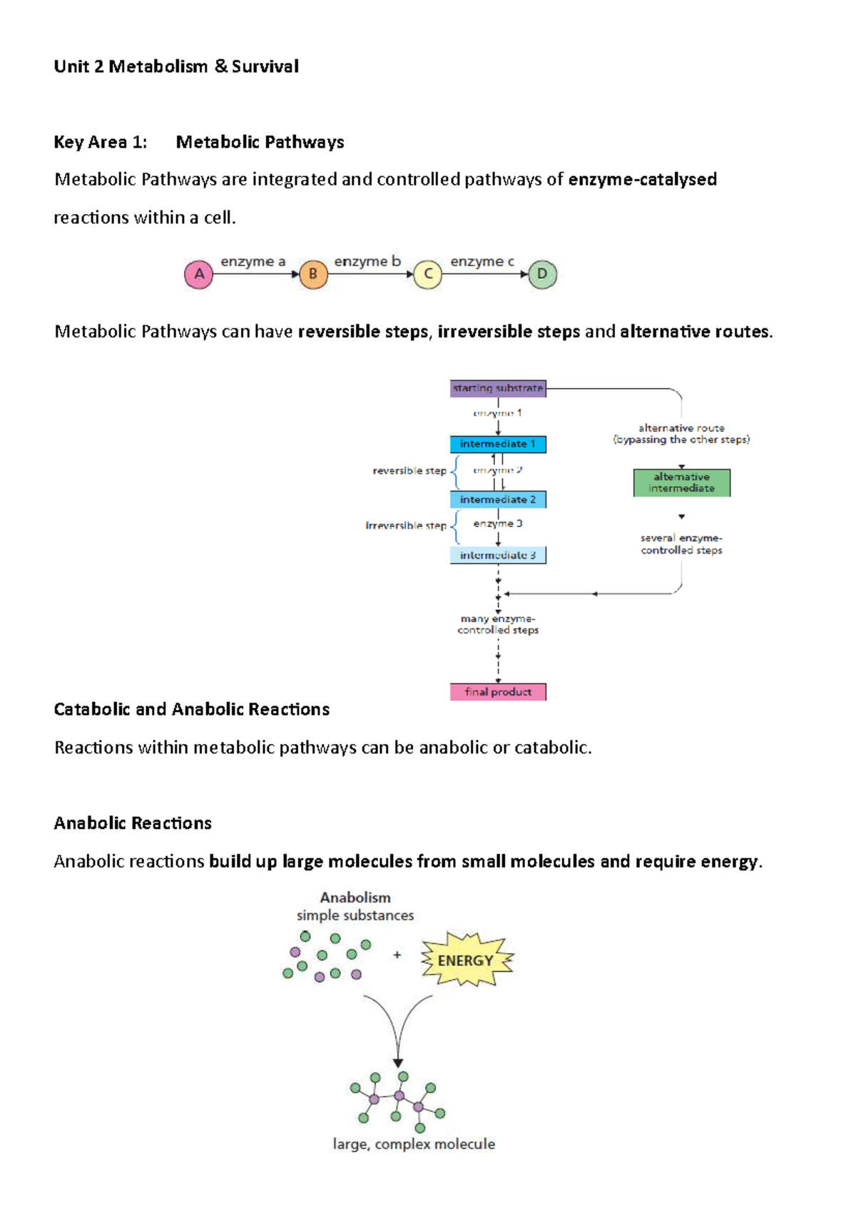 Unit 2 Metabolism Summary Notes: Key Concepts and Pathways - Studocu